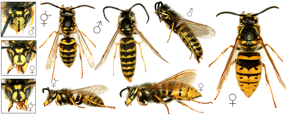Vespula vulgaris (Linné, 1758) – Collection Ouellet-Robert